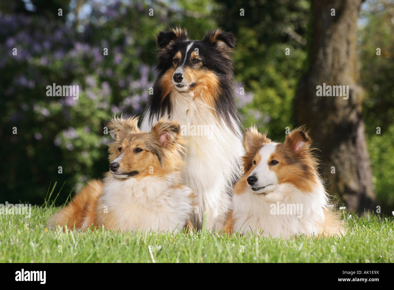 three Collies sitting in the meadow Stock Photo - Alamy