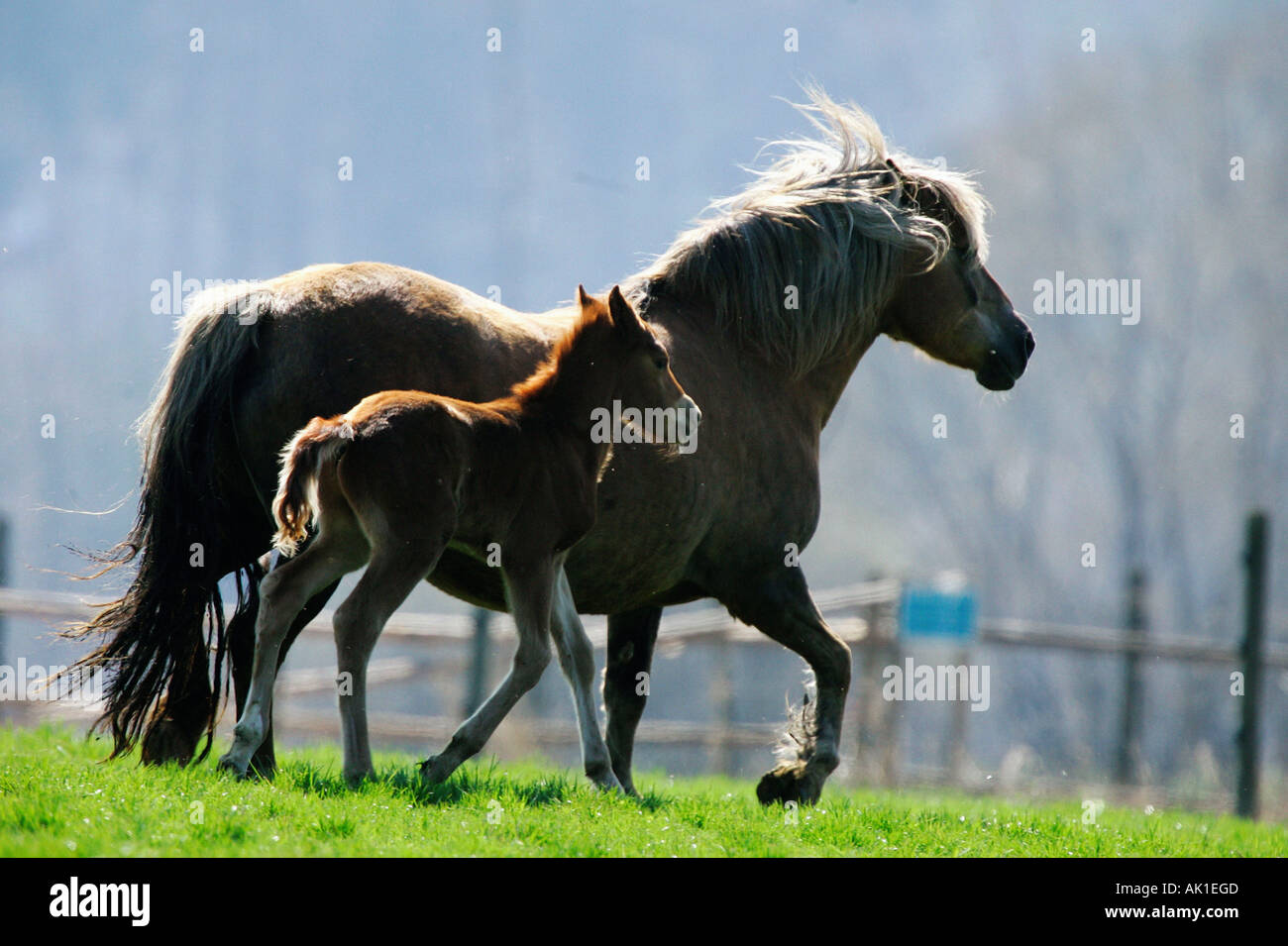 Reitpony hi-res stock photography and images - Alamy