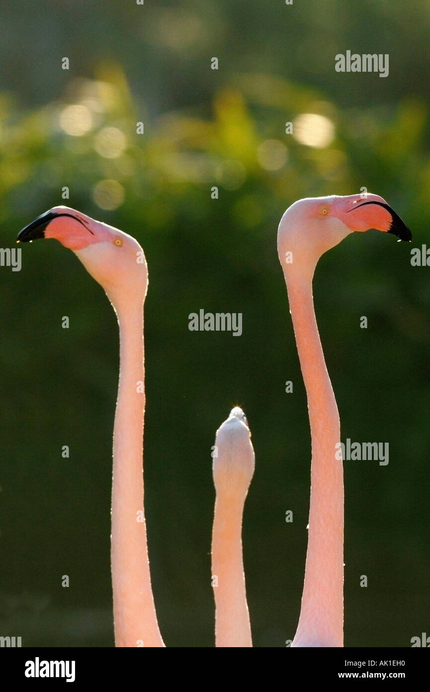 Greater Flamingo / Rosaflamingo Stock Photo - Alamy