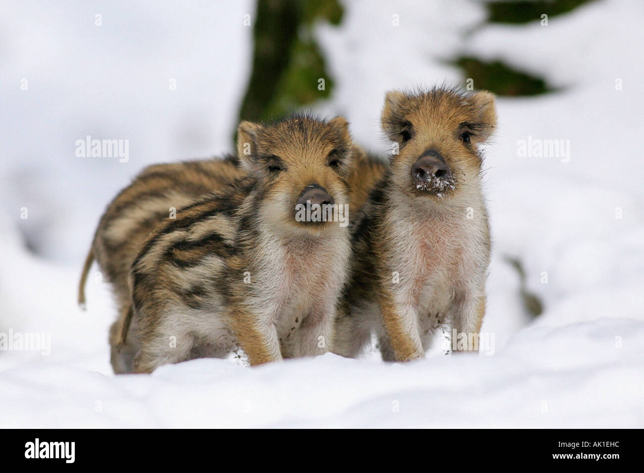 Wild Boar / Wildschwein Stock Photo - Alamy
