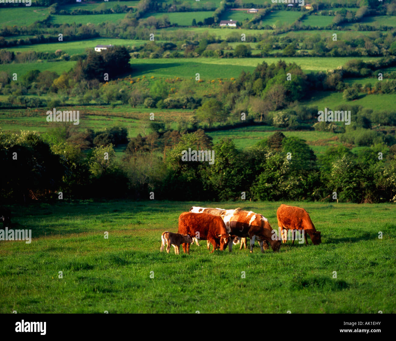 Glen of Aherlow, County Tipperary, Ireland, Dairy cattle Stock Photo ...