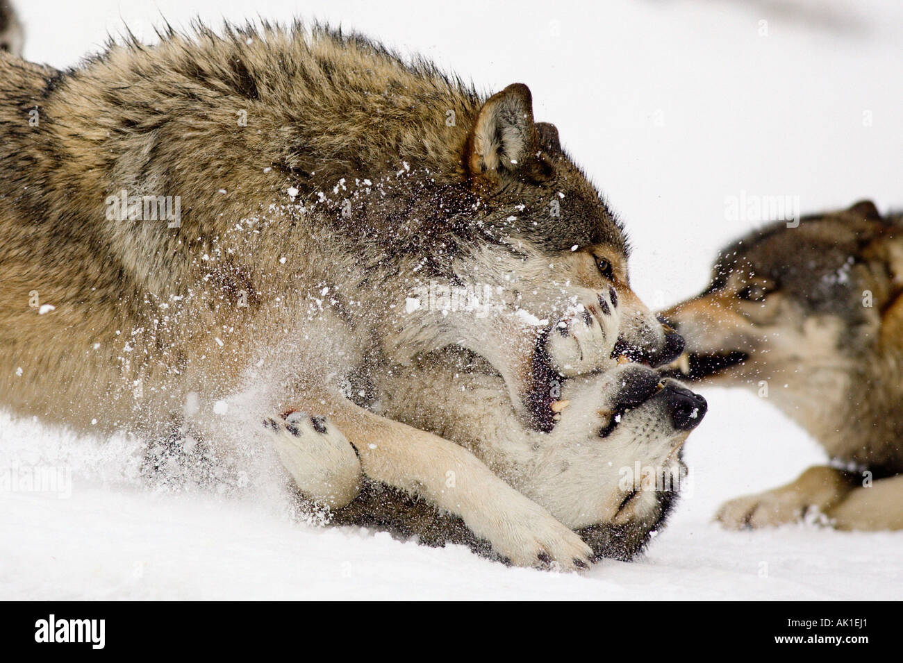 Wolf dominance display hi-res stock photography and images - Alamy