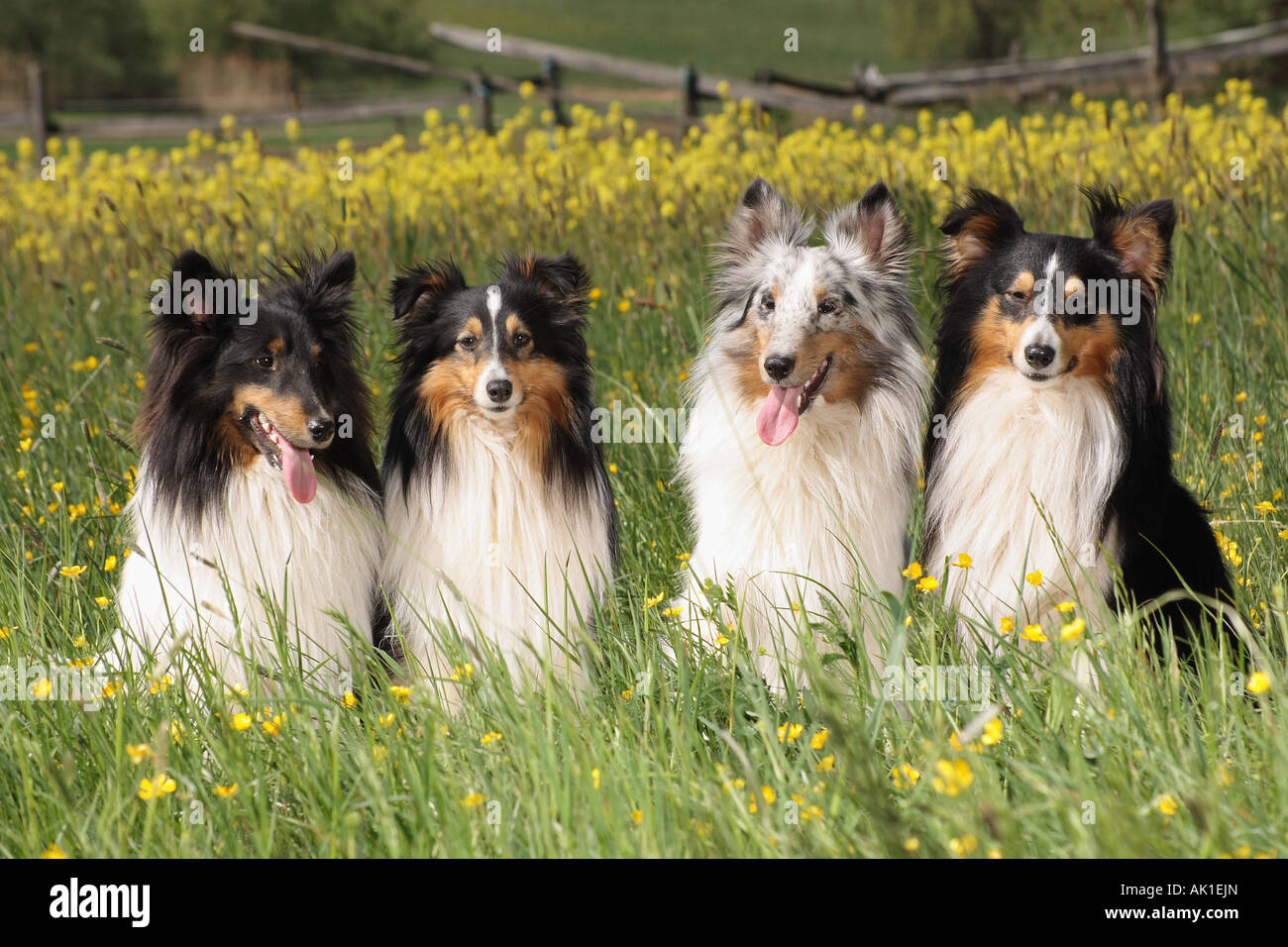four Collies sitting in the meadow Stock Photo - Alamy