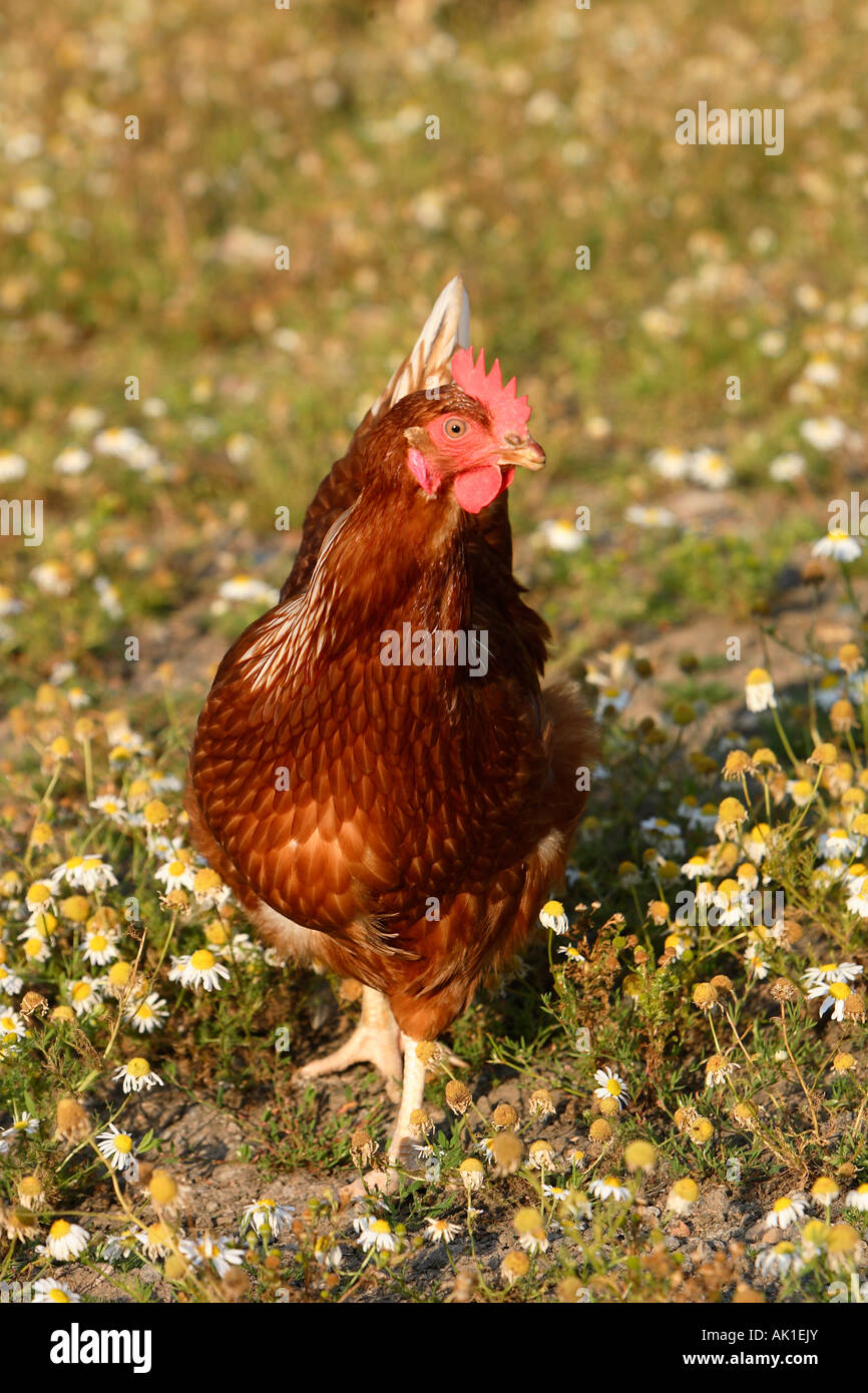 Point of Lay Pullet Stock Photo - Alamy