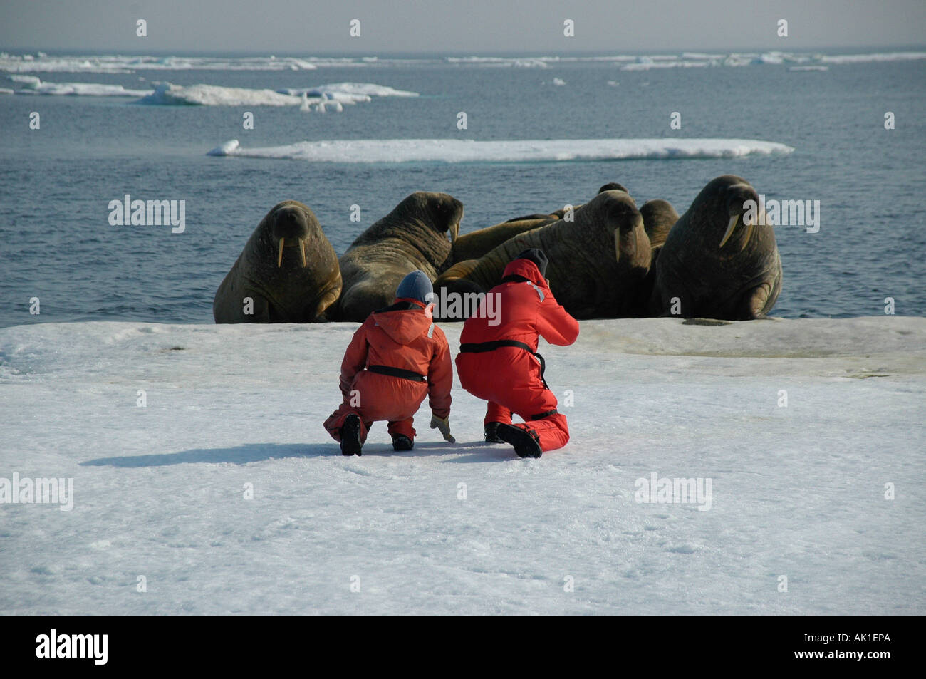 Two walrusses hi-res stock photography and images - Alamy