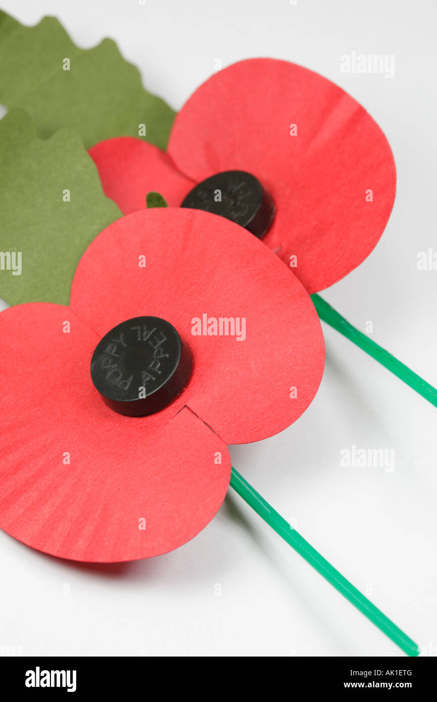 Two Royal British Legion Poppy Appeal poppys on white Stock Photo - Alamy