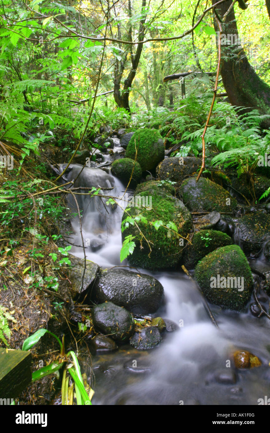 Animals water waterfall trees hi-res stock photography and images - Alamy