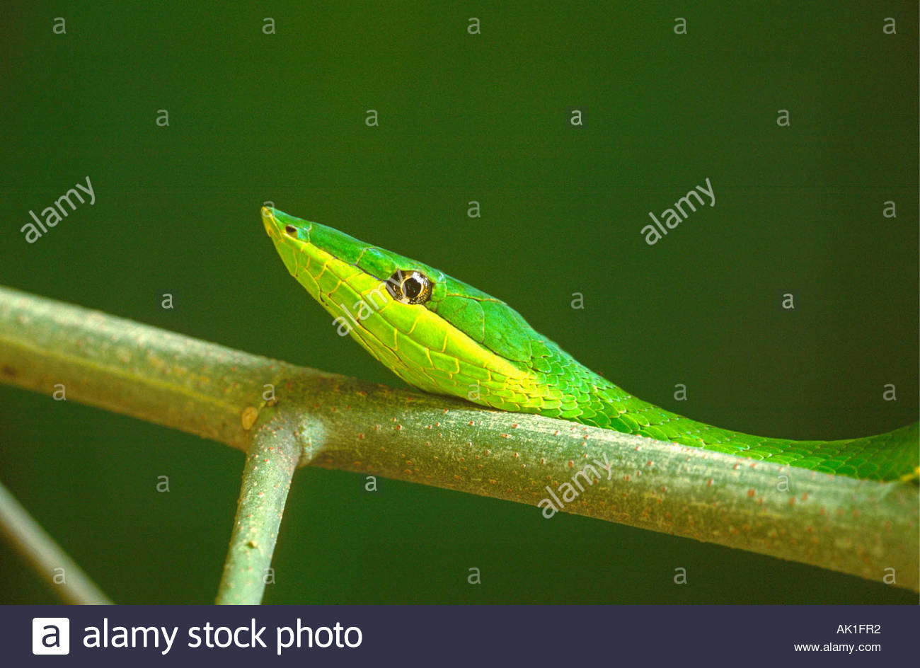Green Vine Snake Oxybelis Fulgidus Stock Photos & Green Vine Snake ...