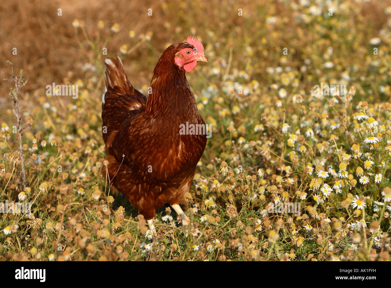 Point of Lay Pullet Stock Photo - Alamy