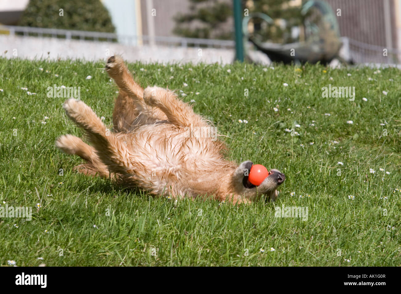 dog playing with a ball and rolling around on it s back Stock Photo - Alamy