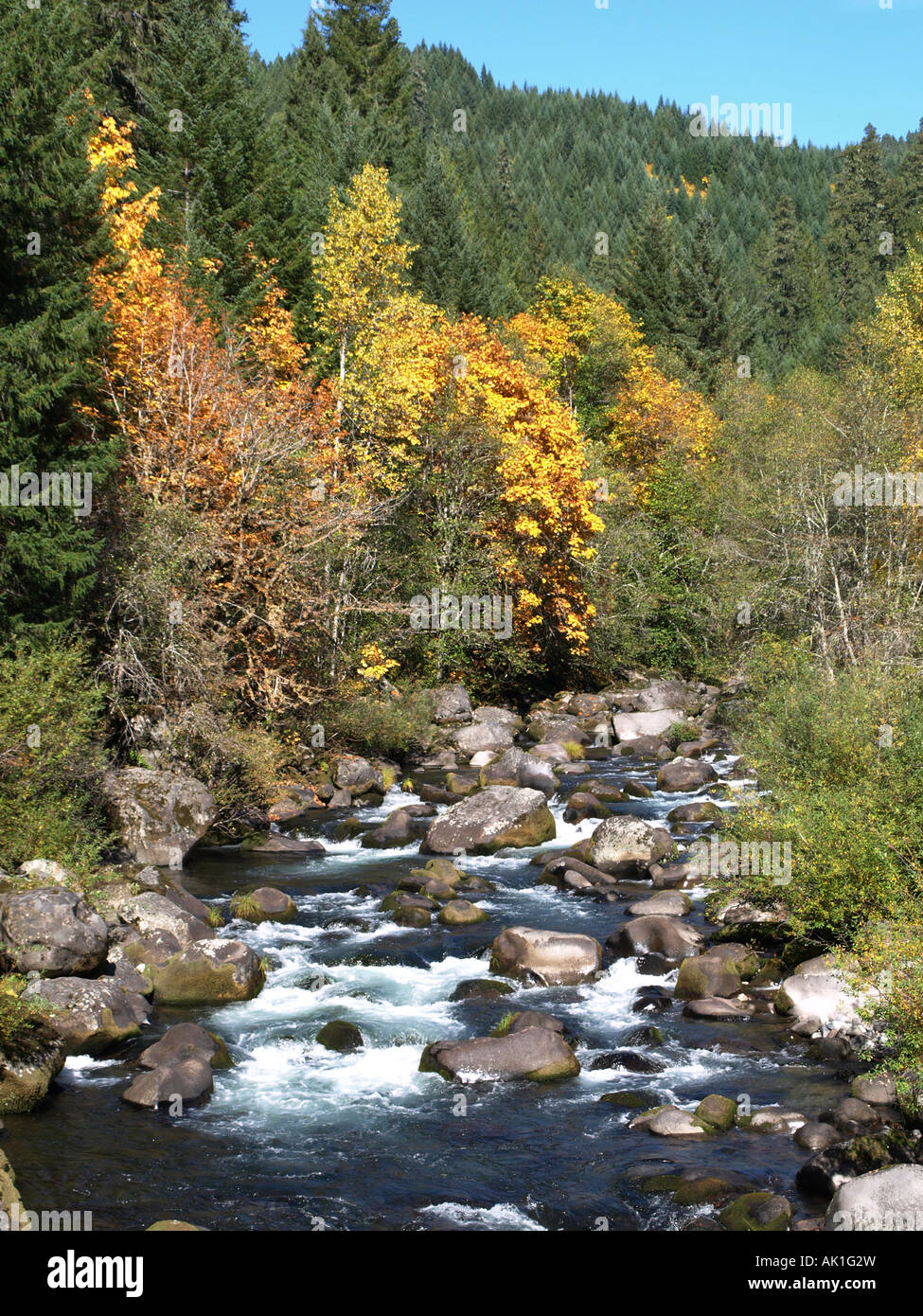 An autumn color change of Bigtooth Maple trees in the Cascade Mountains ...