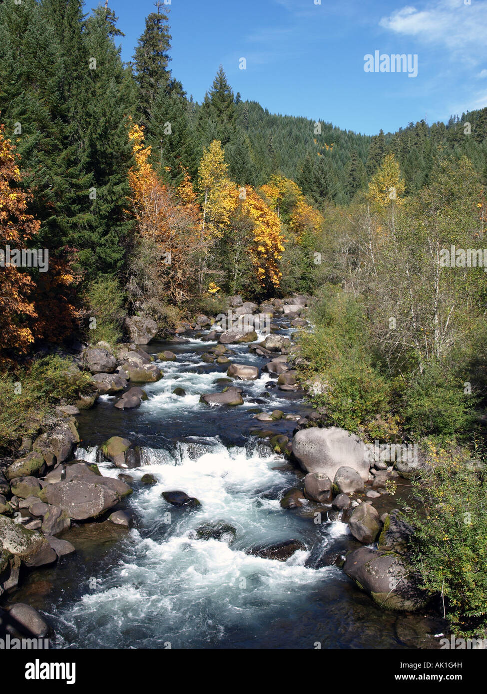 An autumn color change of Bigtooth Maple trees in the Cascade Mountains ...