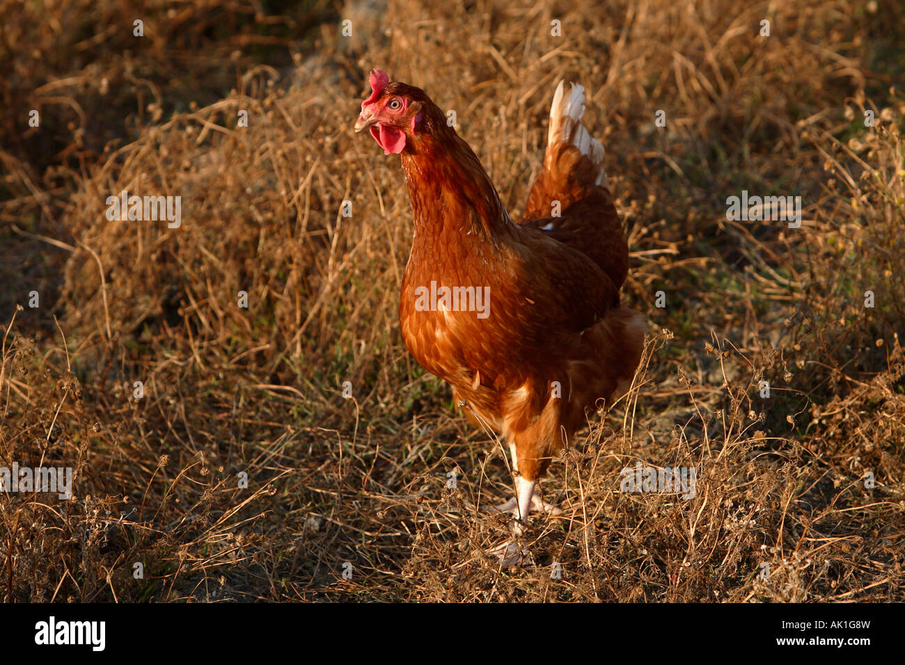 Point of Lay Pullet Stock Photo - Alamy