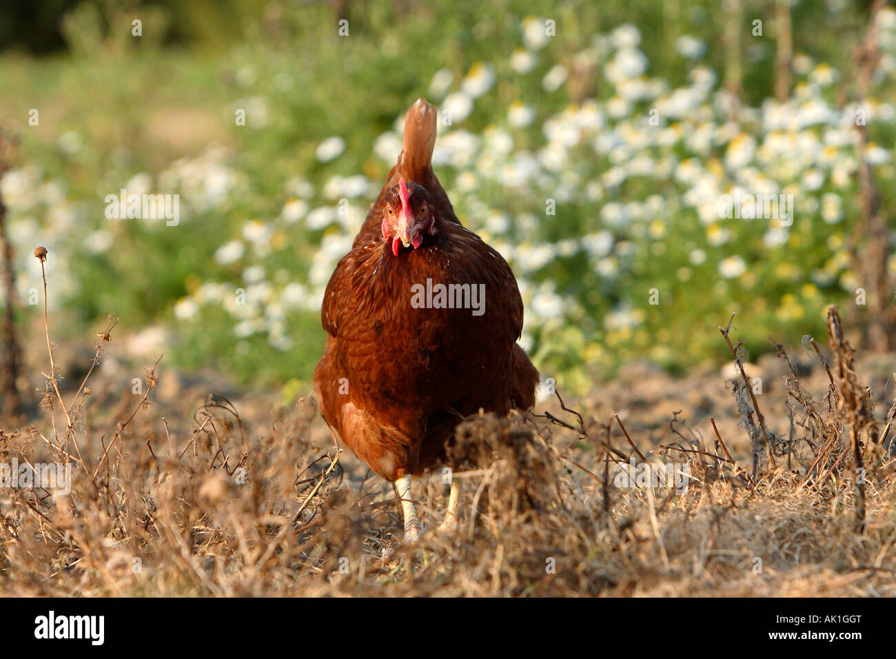 Point of Lay Pullet Stock Photo - Alamy