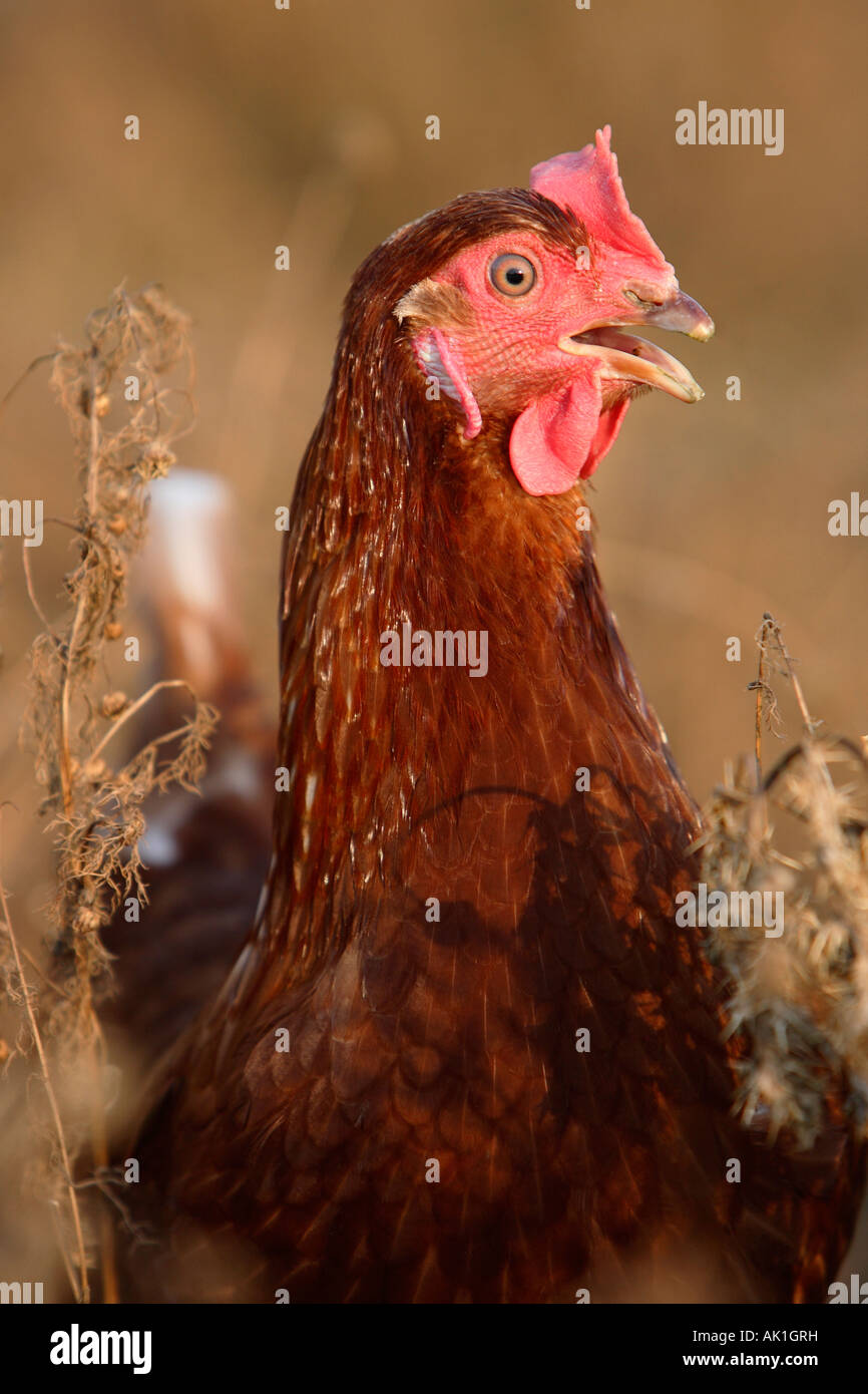 Point of Lay Pullet Stock Photo - Alamy