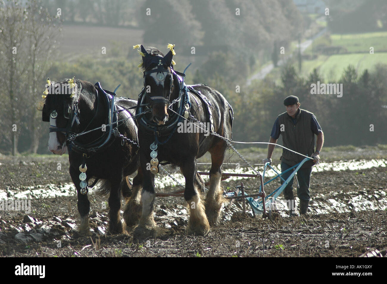 Heavy Horse Ploughing in England Stock Photo - Alamy
