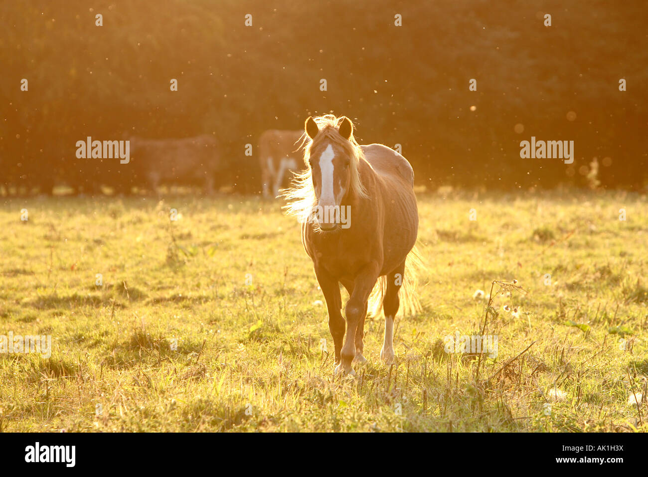 Horse stables sunset hi-res stock photography and images - Alamy