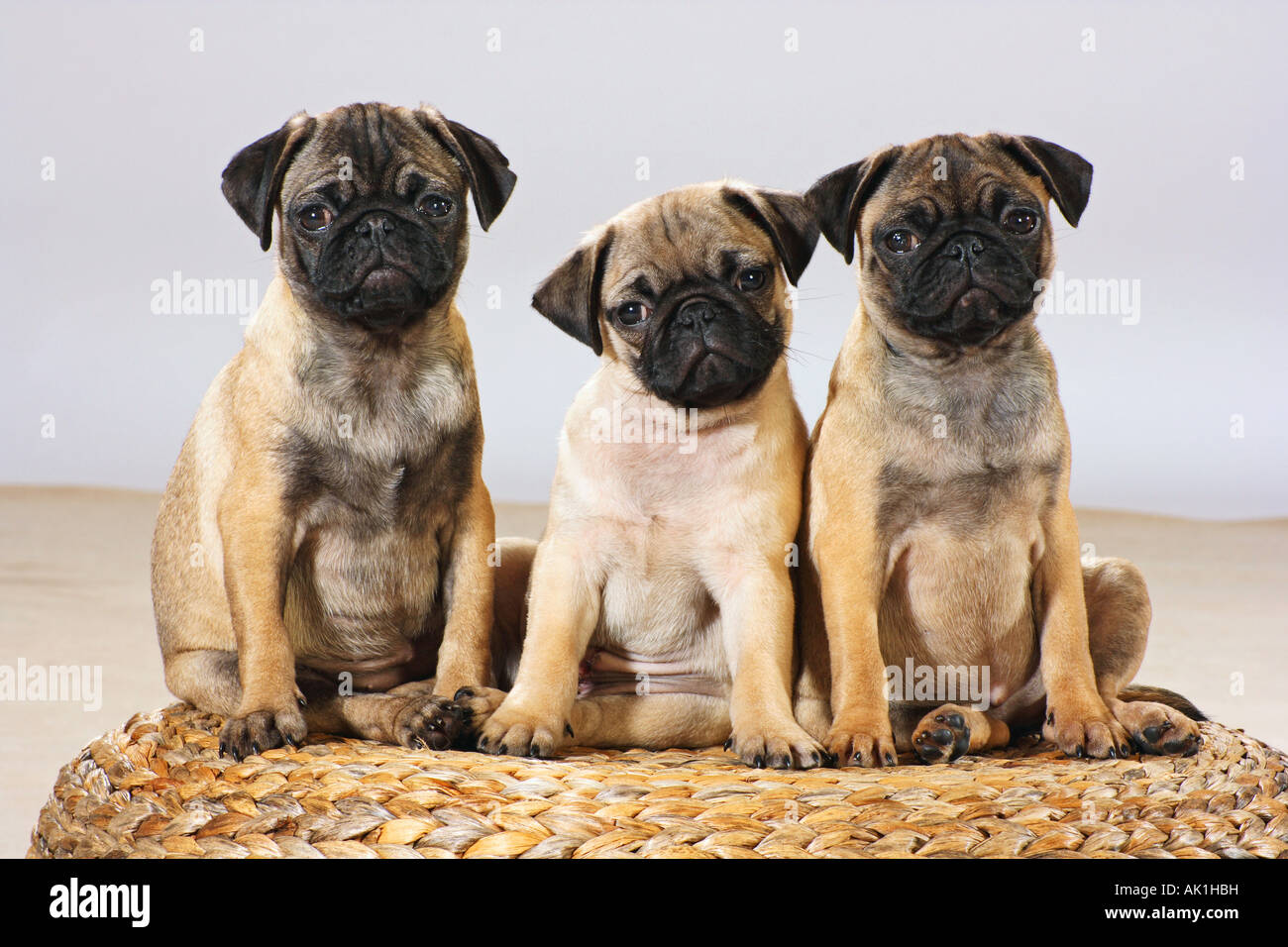 three pug puppies - sitting Stock Photo - Alamy