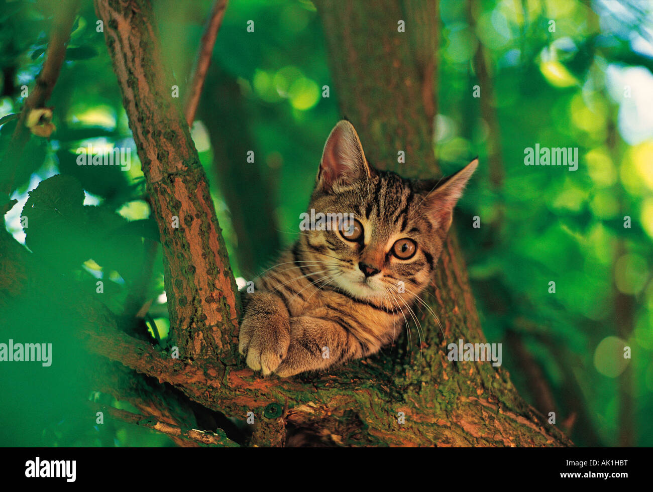 Cat stuck tree hi-res stock photography and images - Alamy