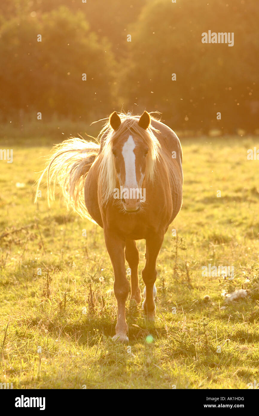 Horse stables sunset hi-res stock photography and images - Alamy