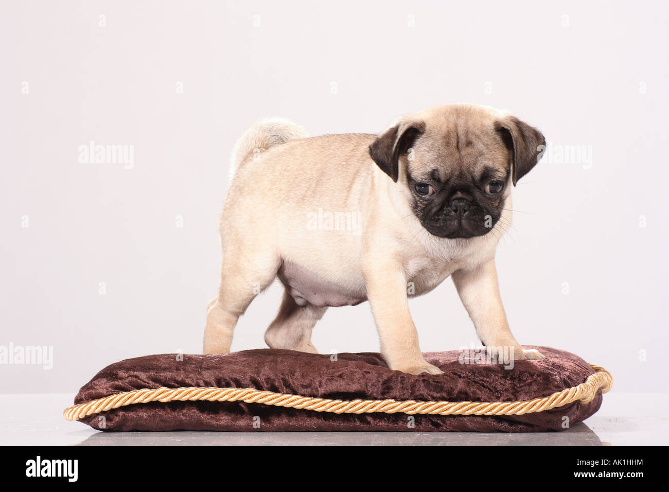 pug - puppy standing on pillow Stock Photo - Alamy