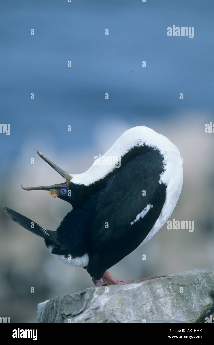 Imperial Cormorant (Phalacrocorax atriceps albiventer) displaying male ...