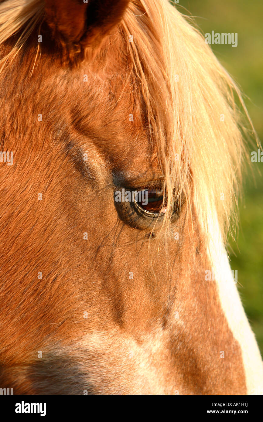 Horse stables sunset hi-res stock photography and images - Alamy