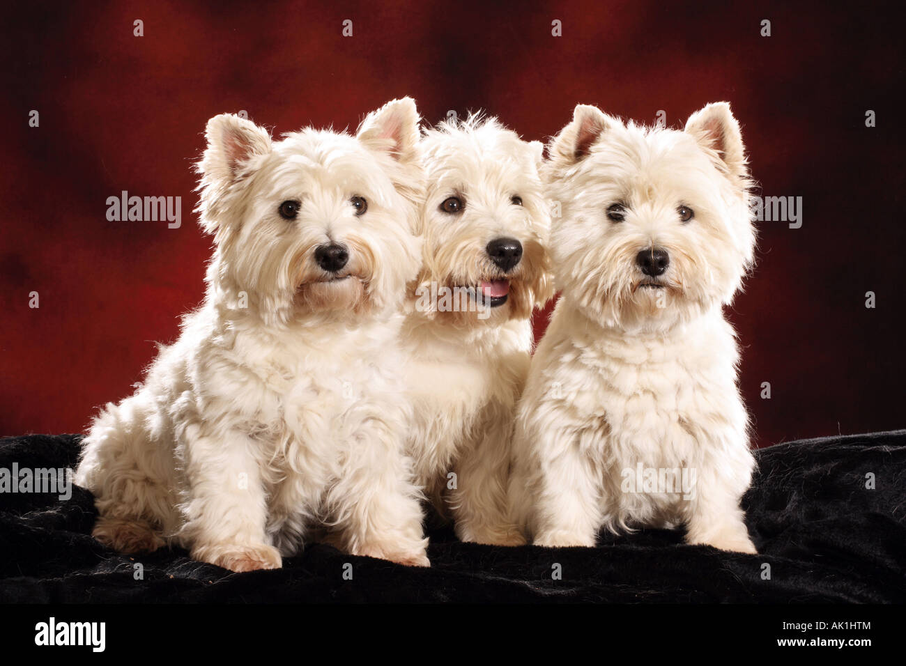 three West Highland Terrier - sitting Stock Photo - Alamy