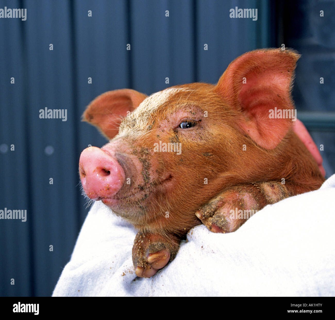 USA OREGON Portrait of a common young farm pig in a wire pen Stock ...