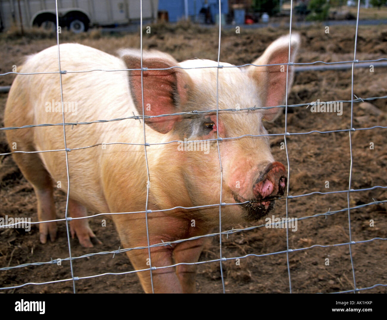 Portrait of a common farm pig in a wire pen Stock Photo - Alamy