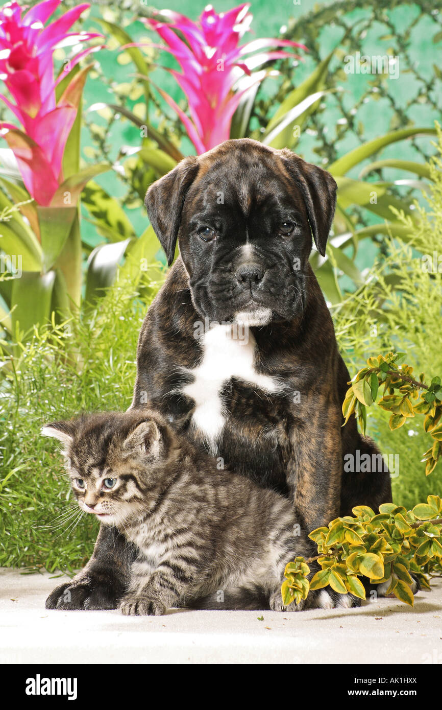 animal friendship : Boxer puppy and kitten Stock Photo - Alamy