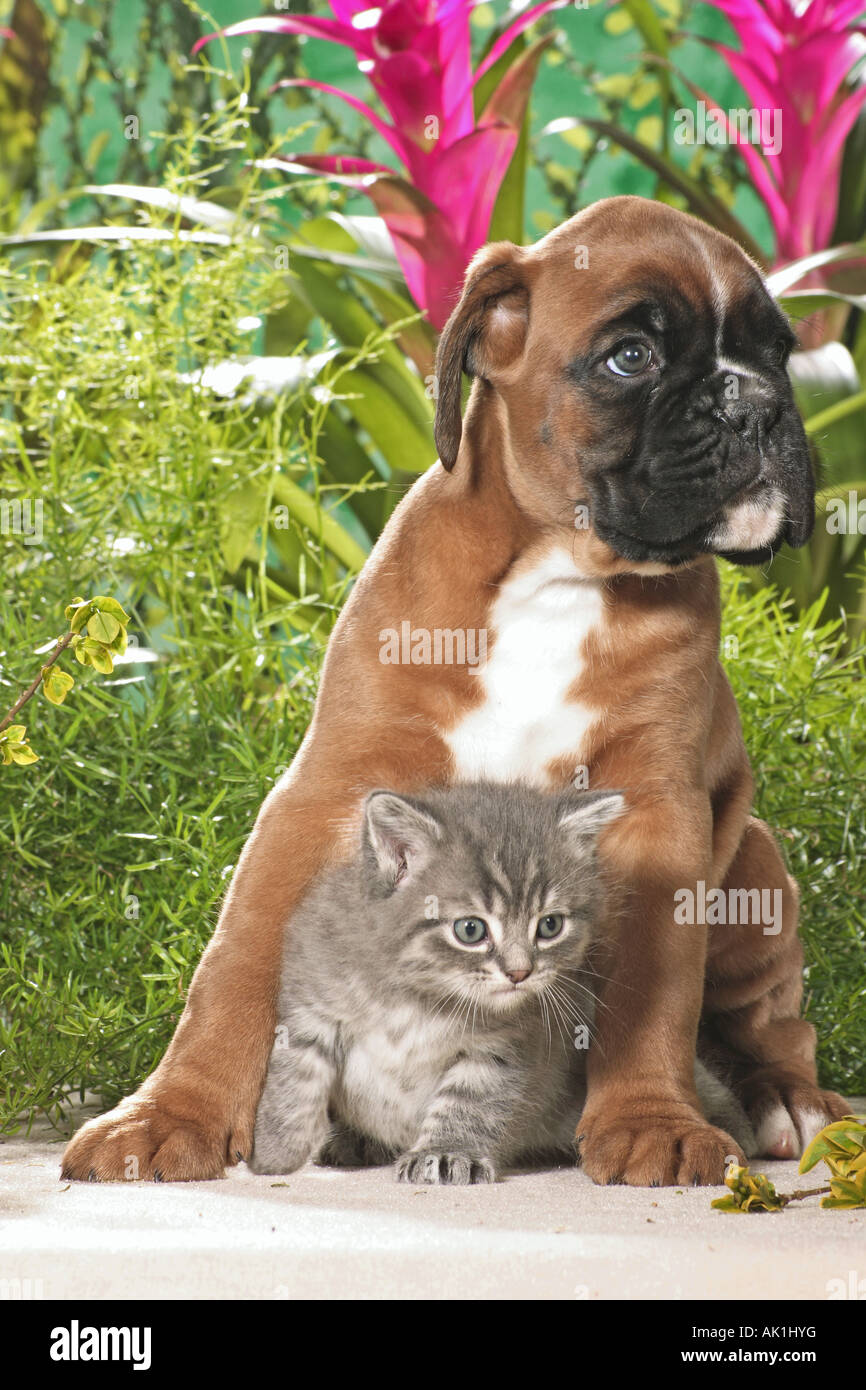 animal friendship : Boxer puppy and kitten Stock Photo - Alamy
