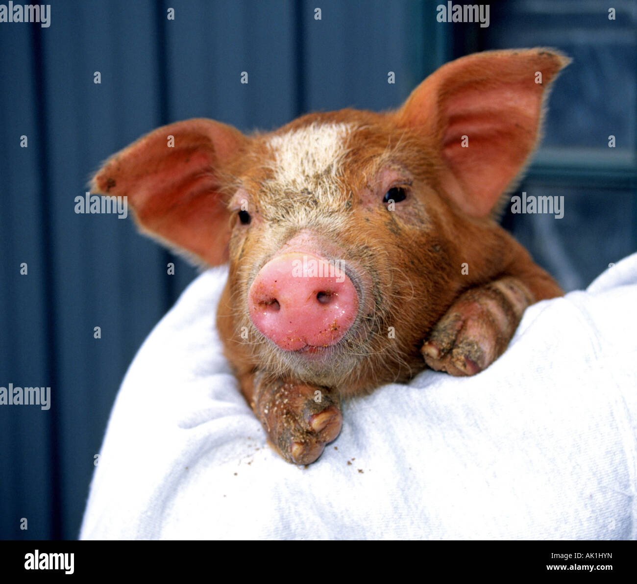 Pig like animals hi-res stock photography and images - Alamy
