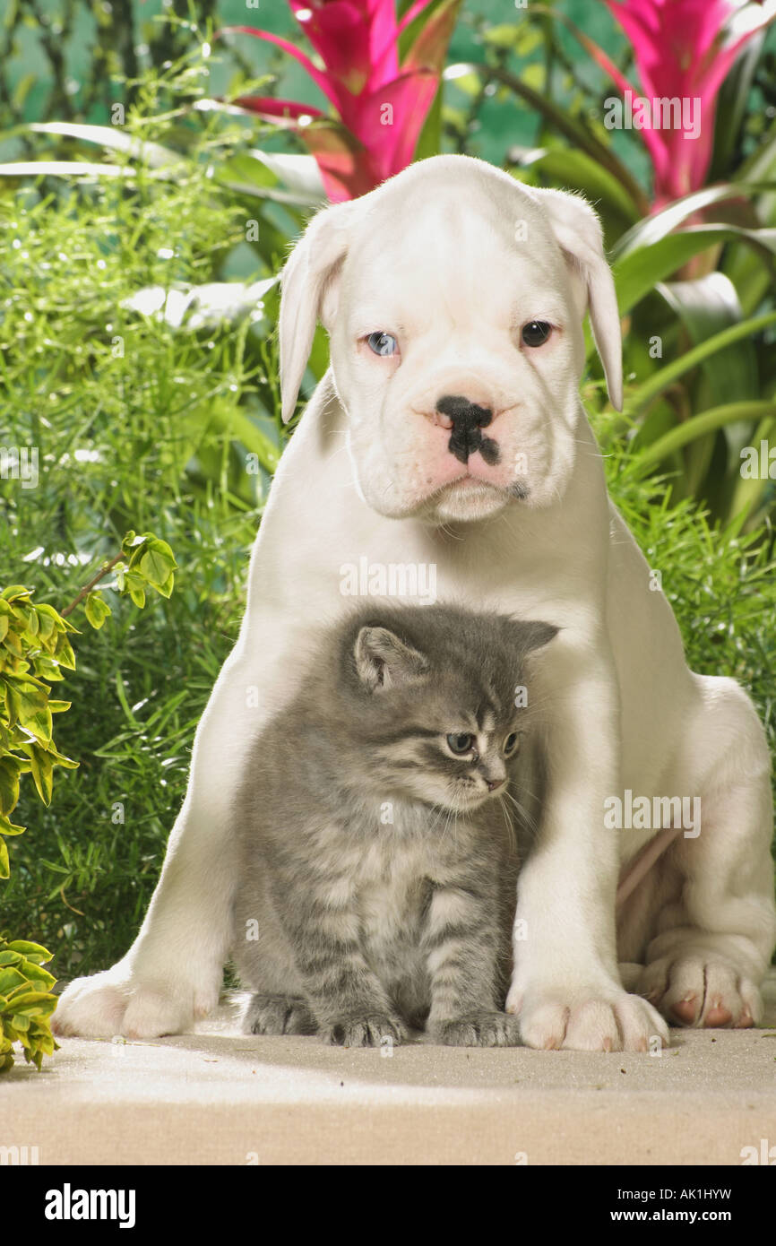 animal friendship : Boxer puppy and kitten Stock Photo - Alamy