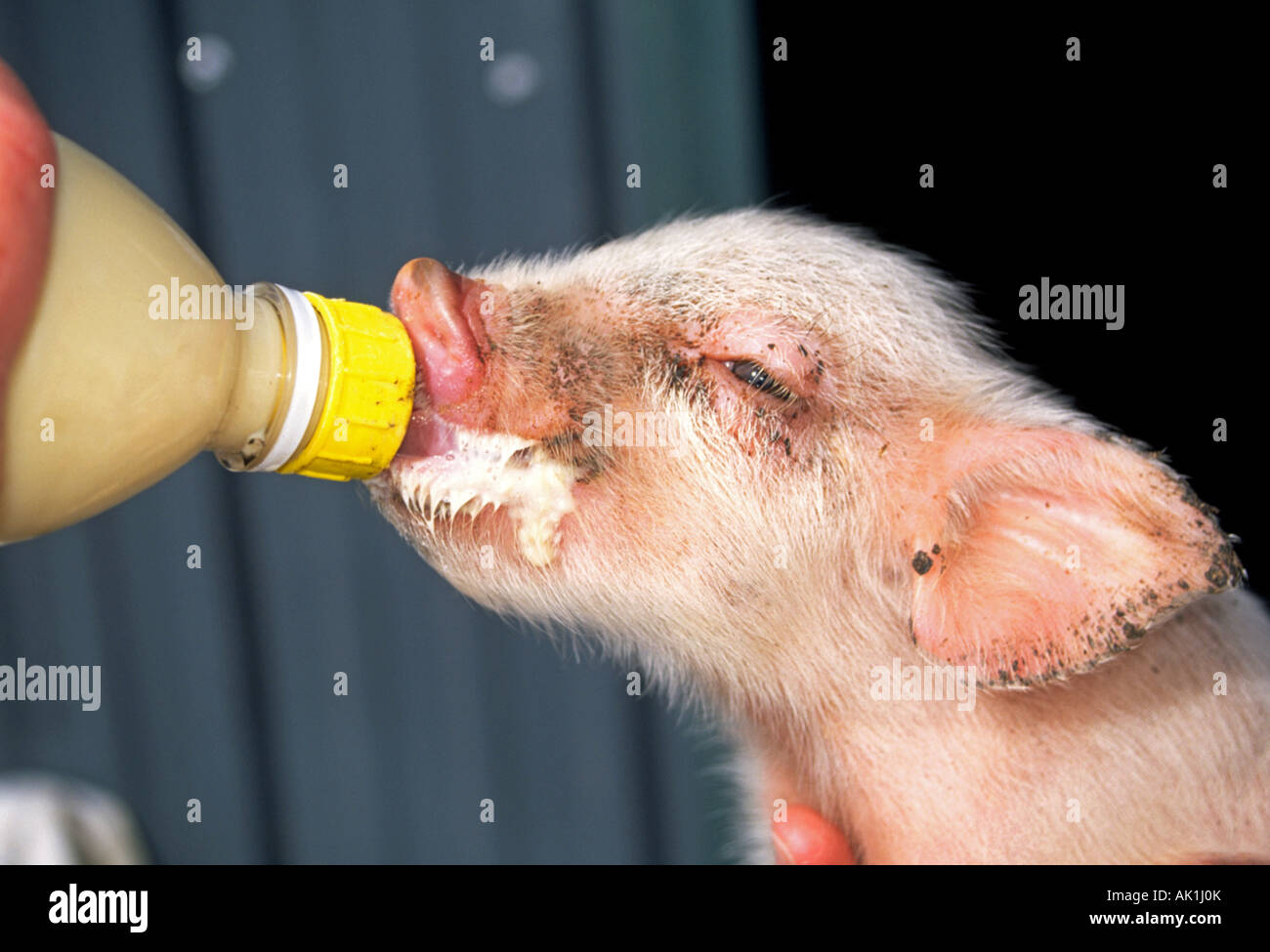 USA OREGON Portrait of a common farm pig piglet drinking from a hand ...