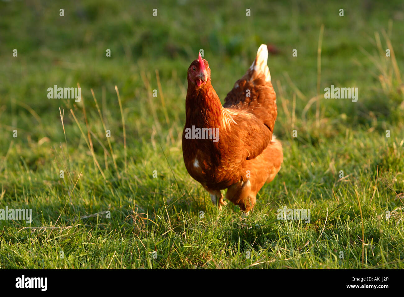 Point of Lay Pullet Stock Photo - Alamy