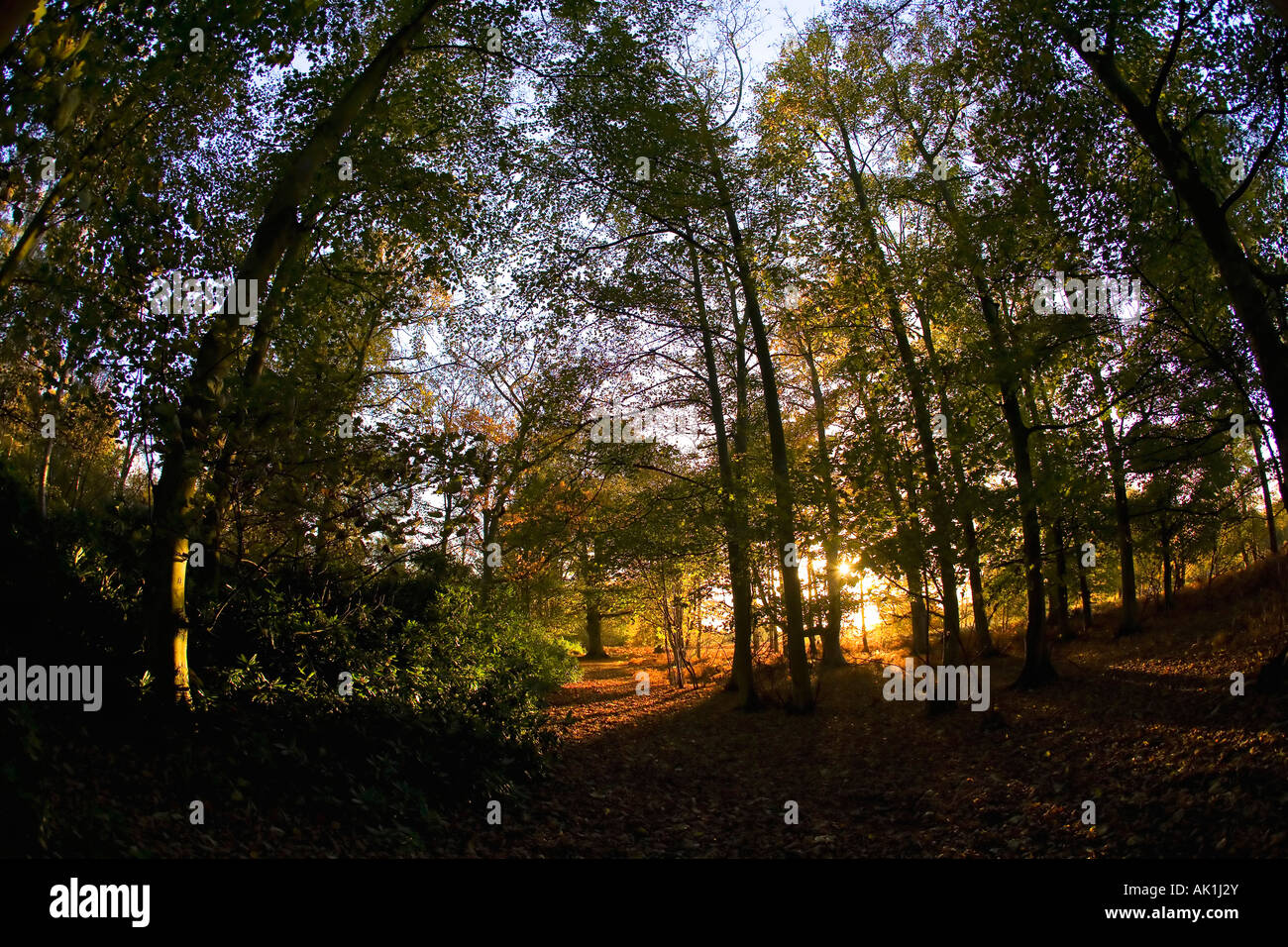English woodland autumn fall colours colors forest sun sunshine shining ...