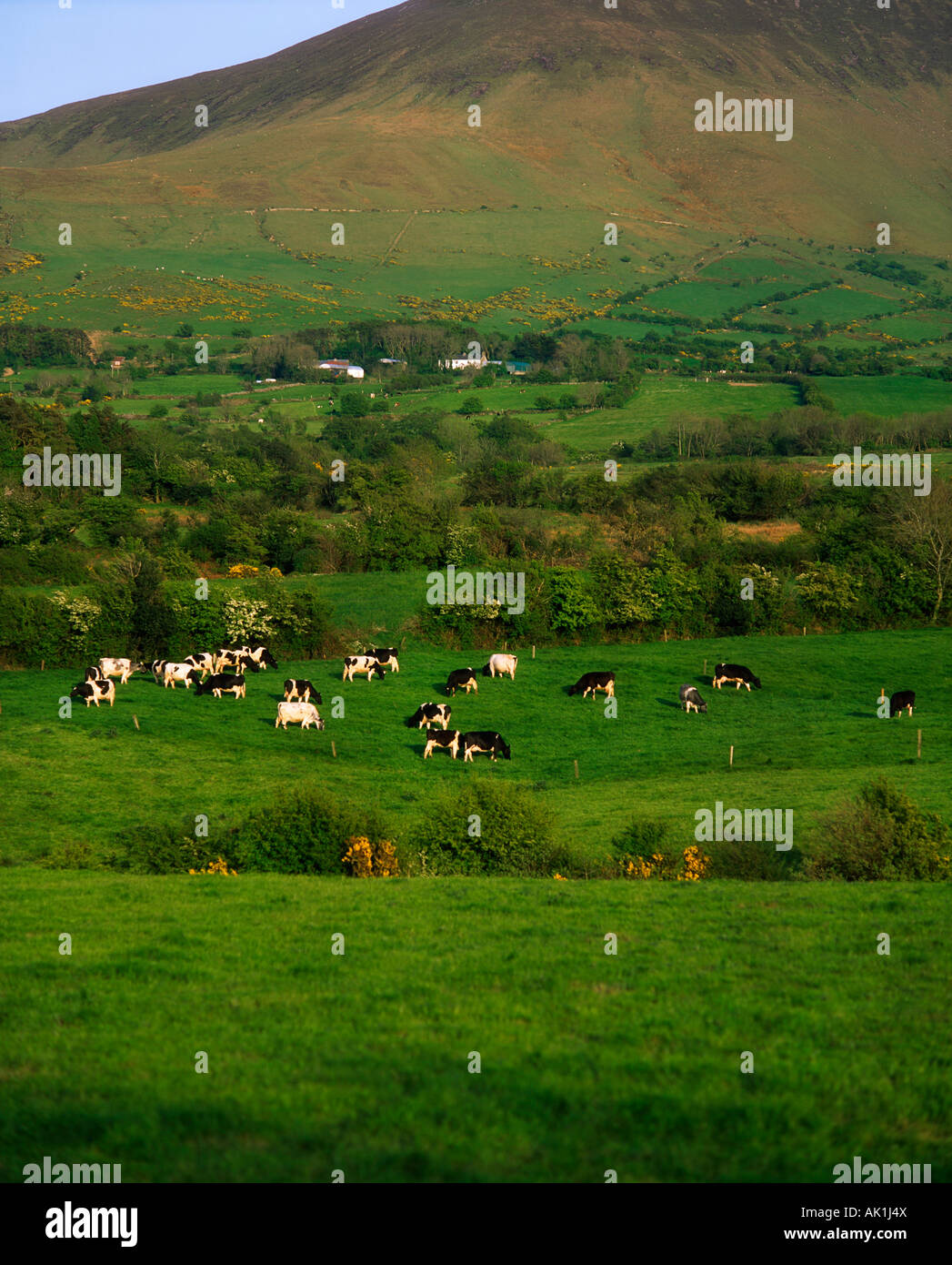 Holstein-Fresian Cattle, Glen Of Aherlow, Golden Vale, Co Tipperary ...