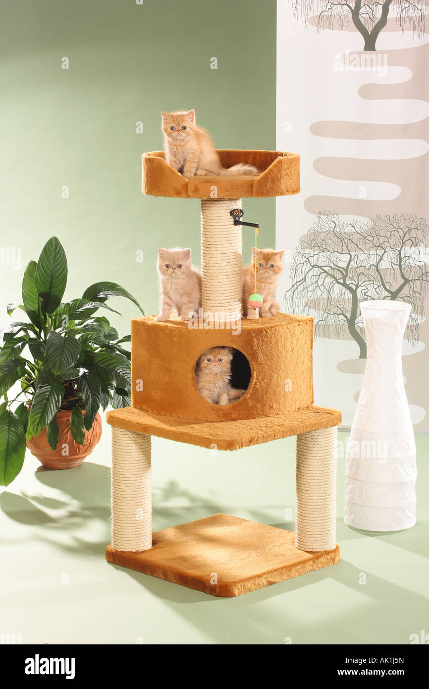 four kittens on scratching post Stock Photo - Alamy