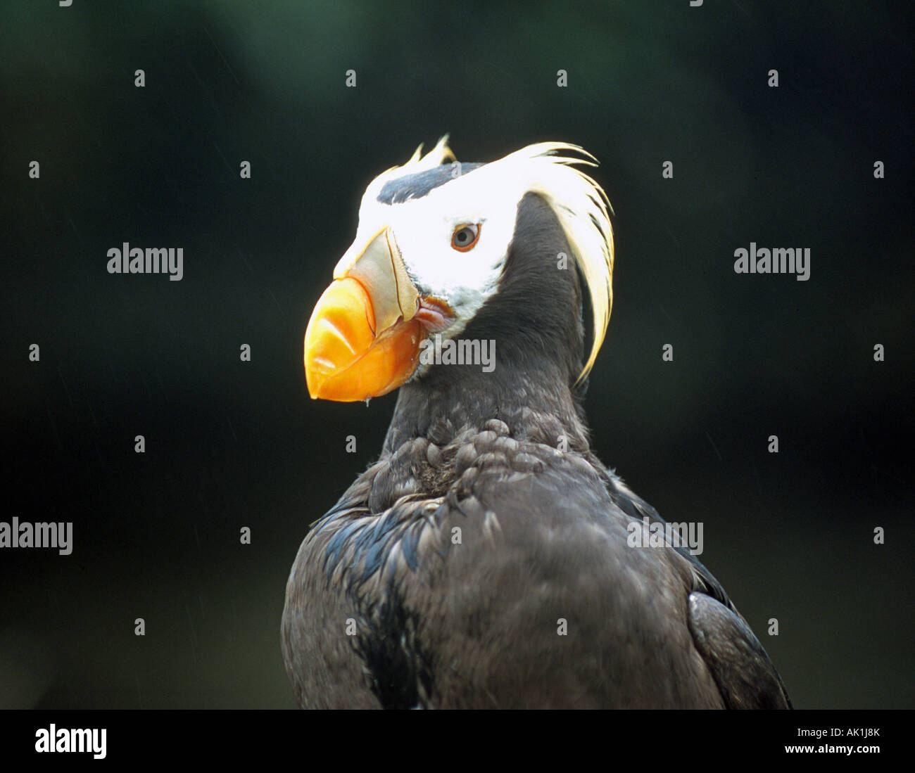 USA OREGON PACIFIC OCEAN OREGON COAST Portrait of a Tufted Puffin a ...
