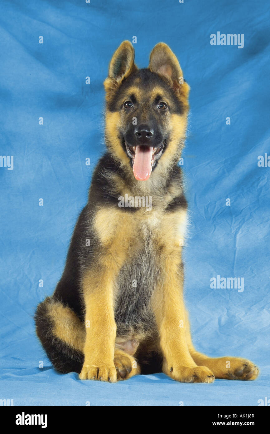 Baby German Shepherd Puppies With Blue Eyes