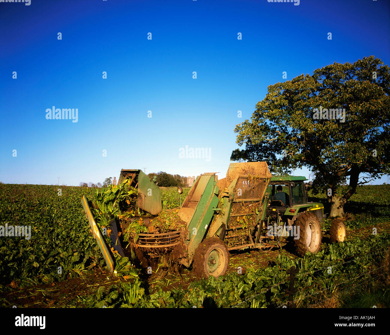 Harvesting Sugar Beet, Co Kilkenny, Ireland Stock Photo - Alamy