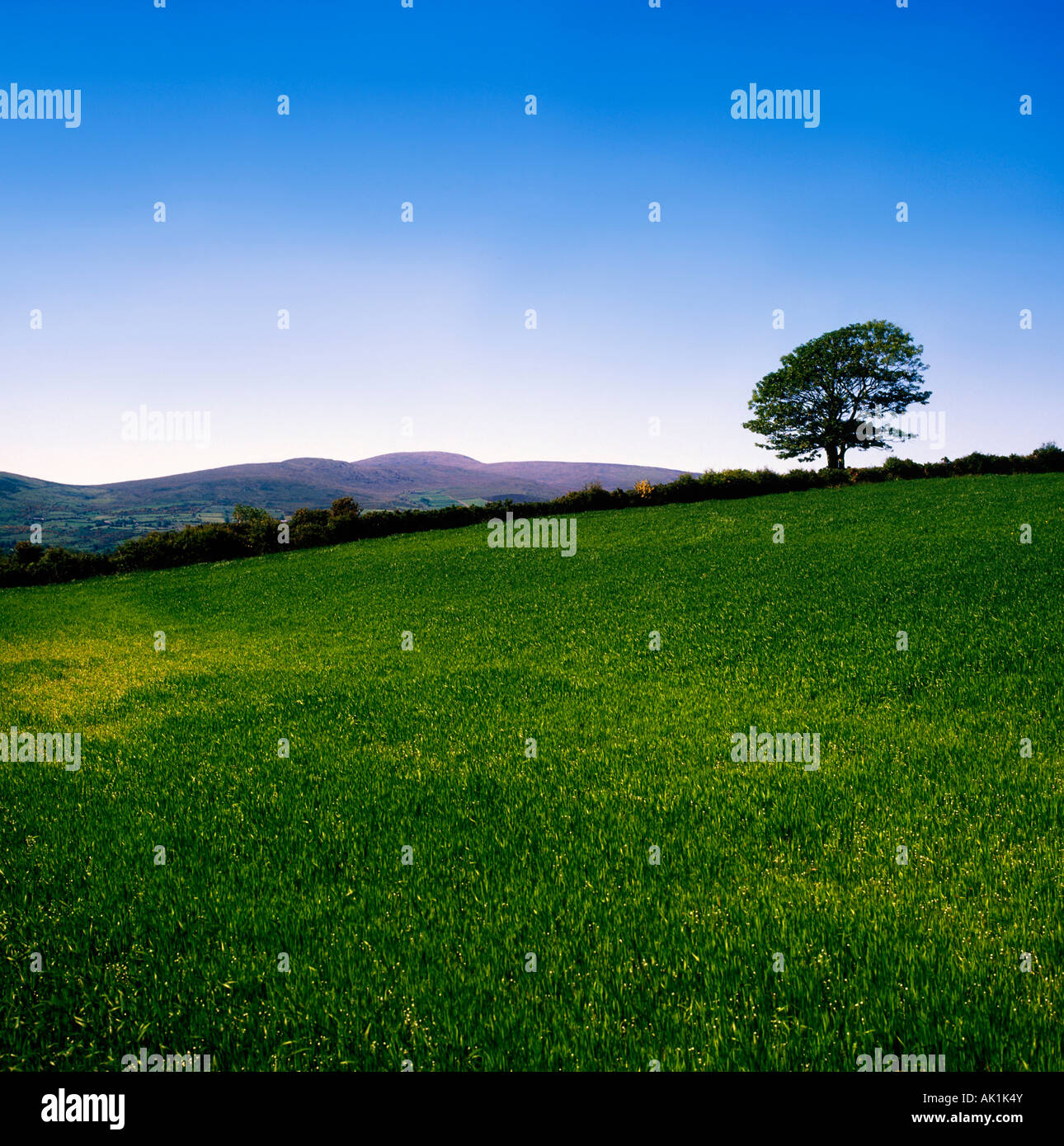 Mourne Mountains, County Down, Ireland Stock Photo - Alamy
