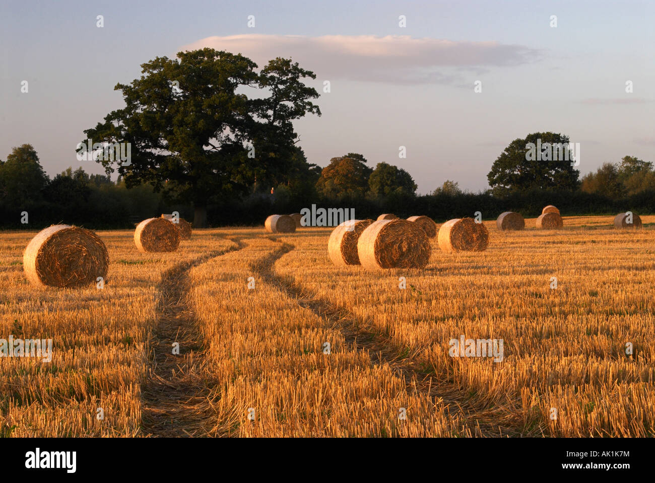 Tracks In Field Of Straw Bales With Evening Light Congleton Cheshire UK ...
