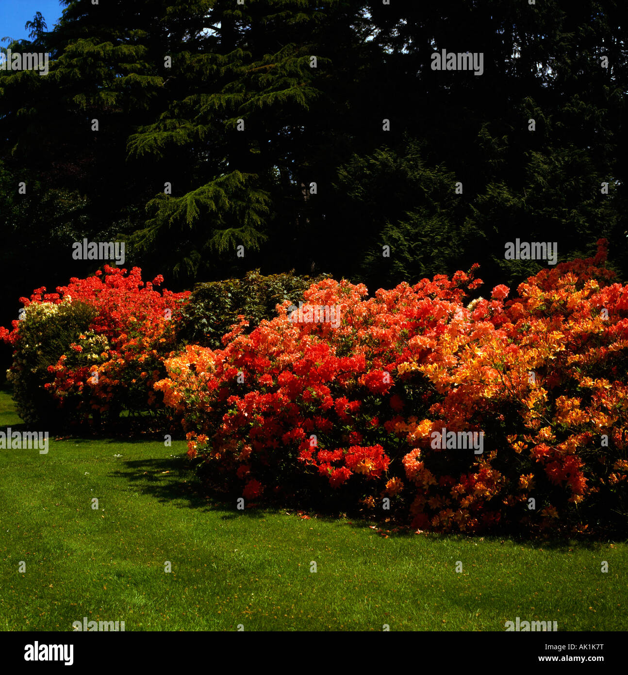 Landscape gardens trees flowers azalea hi-res stock photography and ...