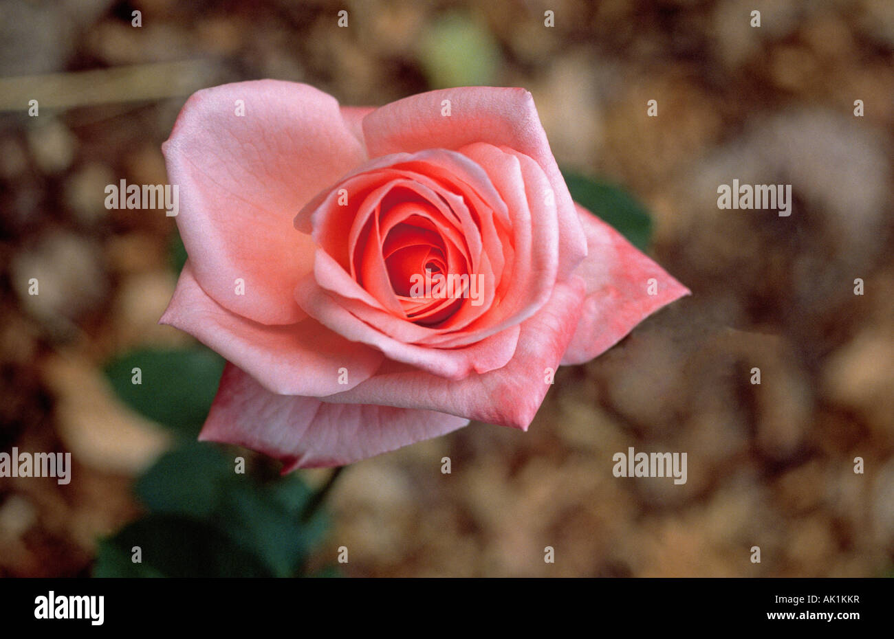 Valley of the wild roses hi-res stock photography and images - Alamy