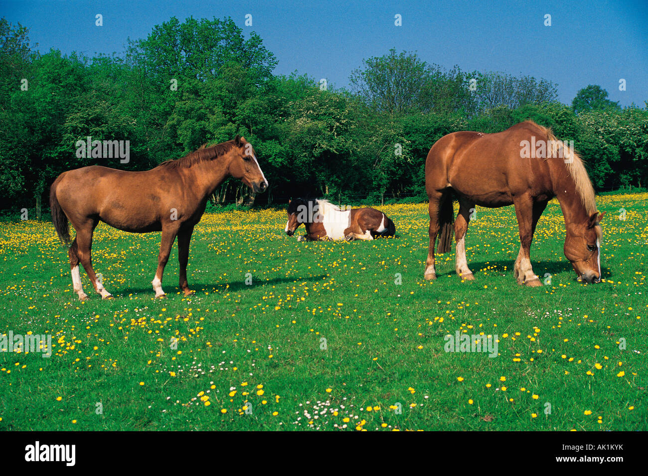 Horses in field Stock Photo - Alamy
