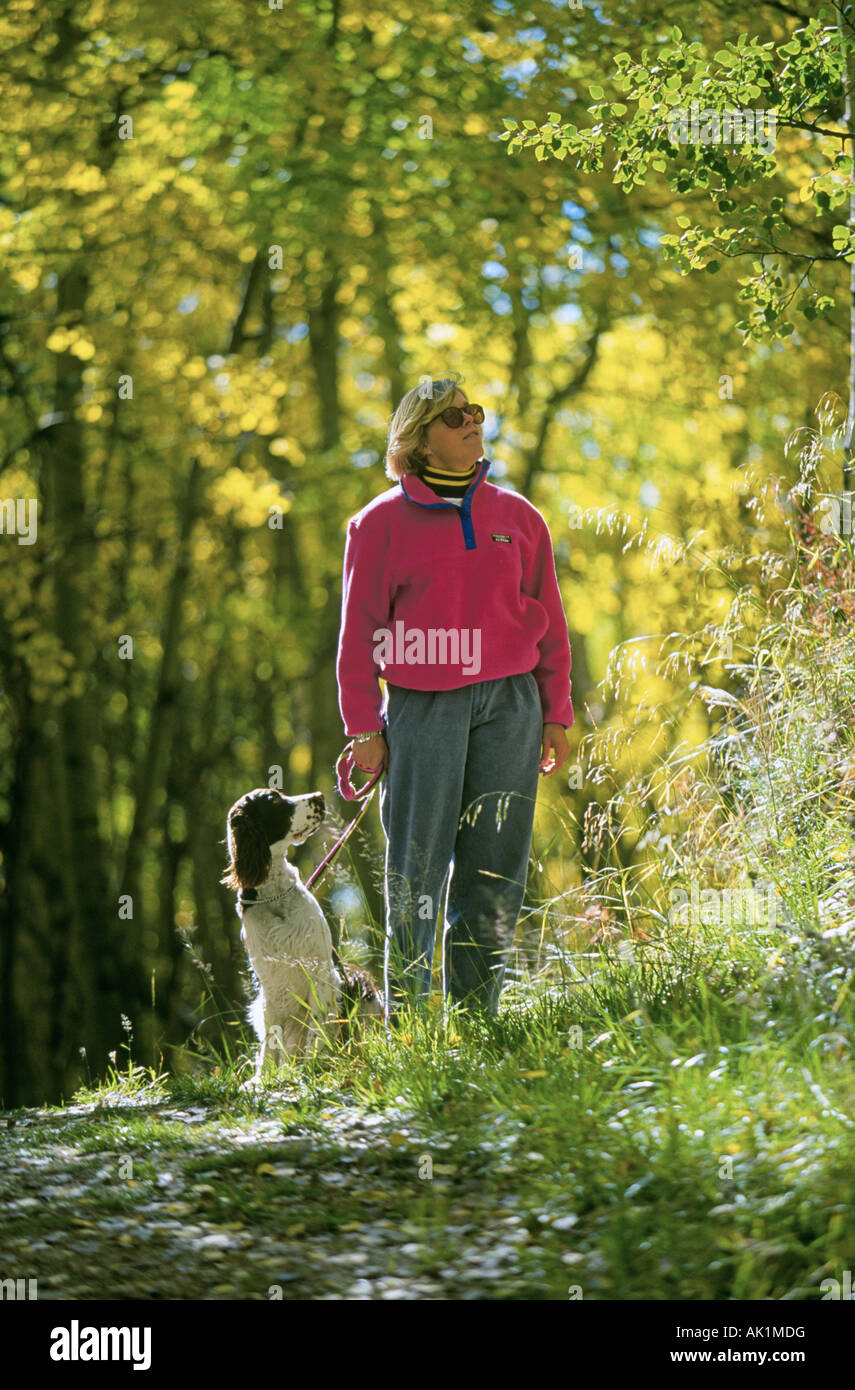 English springer spaniel walking hi-res stock photography and images ...