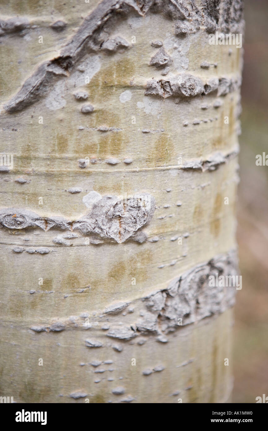 closeup of bark aspen tree new mexico Stock Photo - Alamy