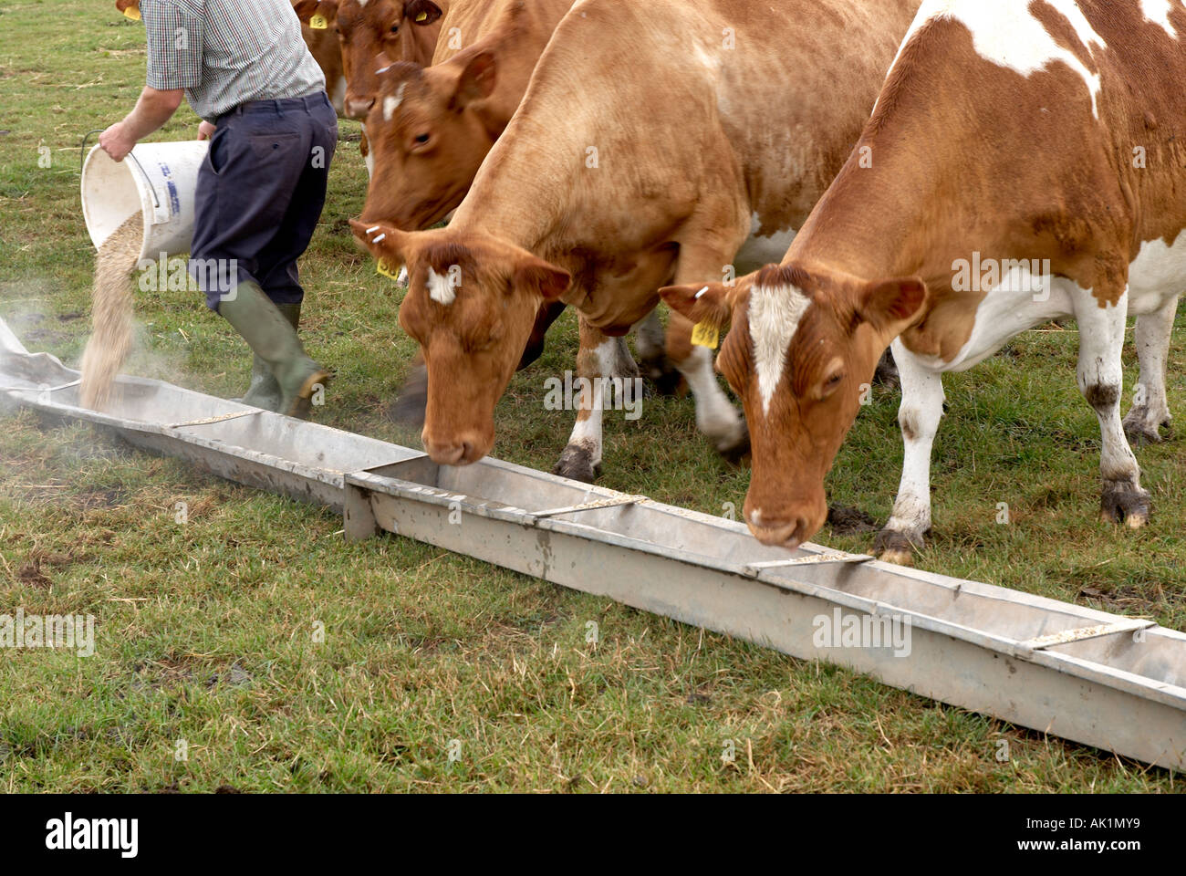 Cow chow hi-res stock photography and images - Alamy